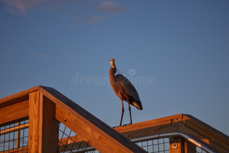 Bird on the railing stock image. Image of next, bird - 201735965