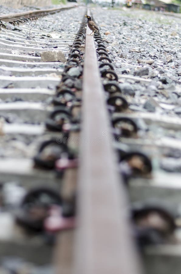 Bird on railway stock photo. Image of birds, iron, perch - 42549020