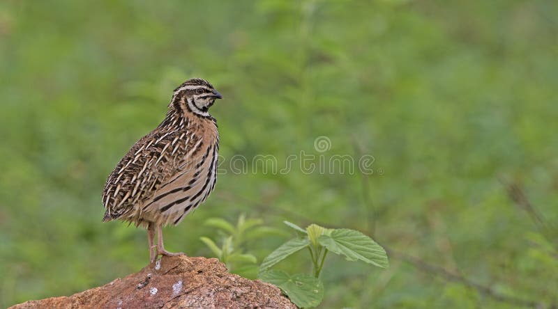 Bird, Rain Quail Cotumix Coromandelica Stock Photo - Image of poultry ...