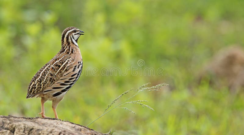 Bird, Rain Quail Cotumix Coromandelica Stock Photo - Image of outdoor ...