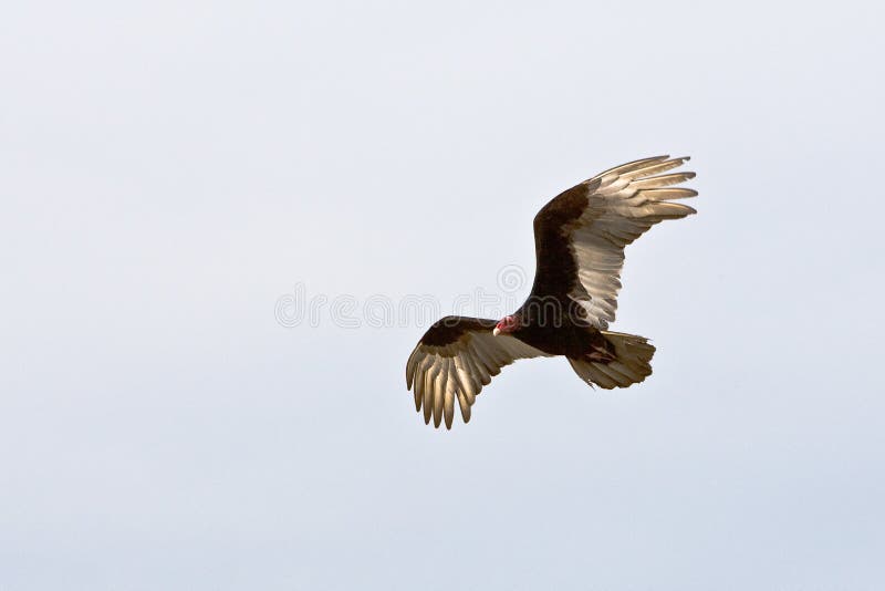 Bird Raptor Flight stock photo. Image of animals - 99603216