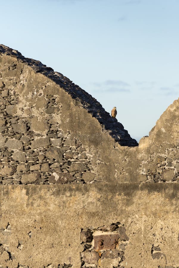 Bird Raptor Perched on a Stone Wall Stock Image - Image of wall, watch ...