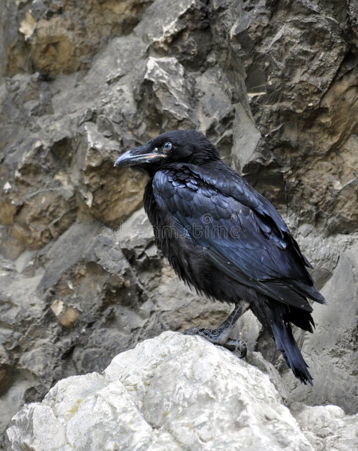 Bird - raven stock photo. Image of detail, beack, wild - 40557636