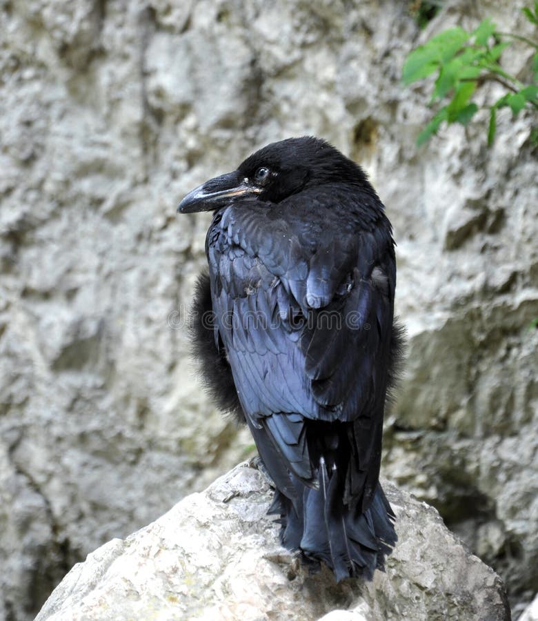 Bird - raven stock photo. Image of detail, beack, wild - 40557636