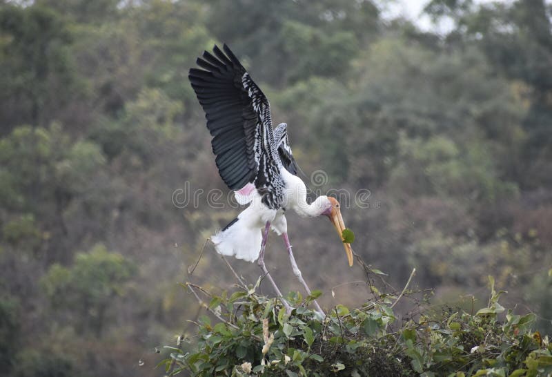A bird ready to fly stock image. Image of plant, beak - 268153527