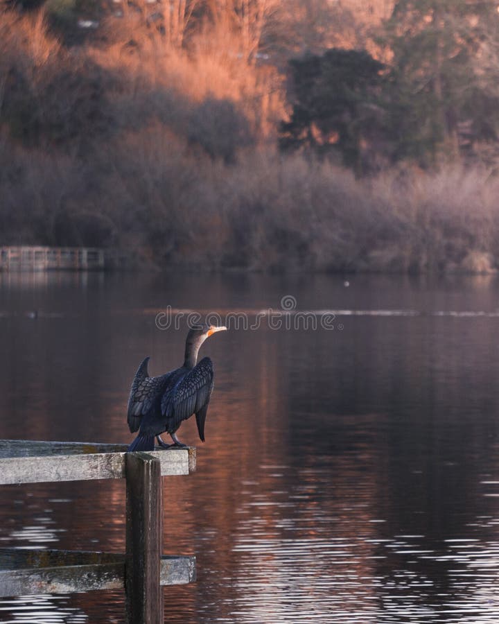 Bird Ready To Fly from the Pier on the Lake Stock Photo - Image of ease ...