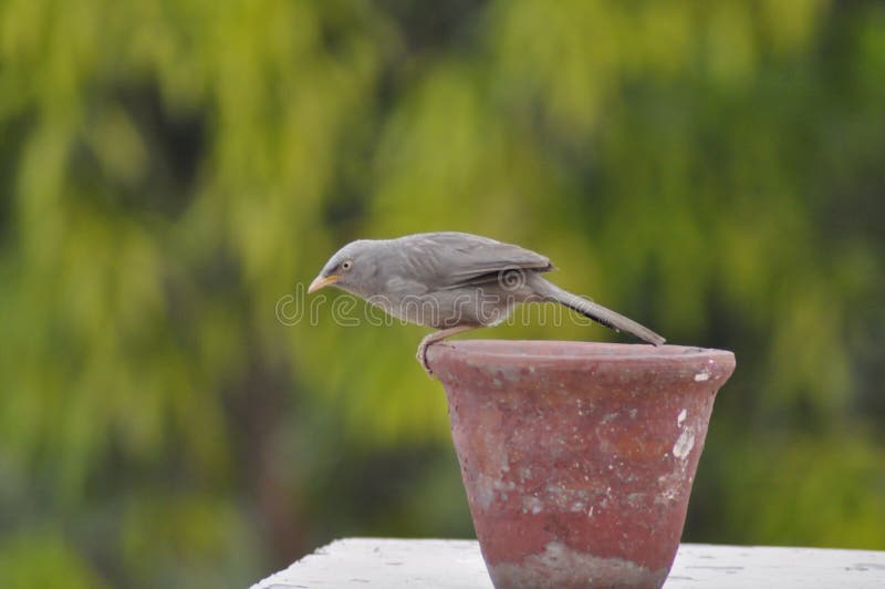 Bird stock image. Image of bird, launch, state, ready - 126985293