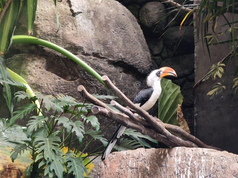 Bird in real life stock photo. Image of tree, green - 179927970