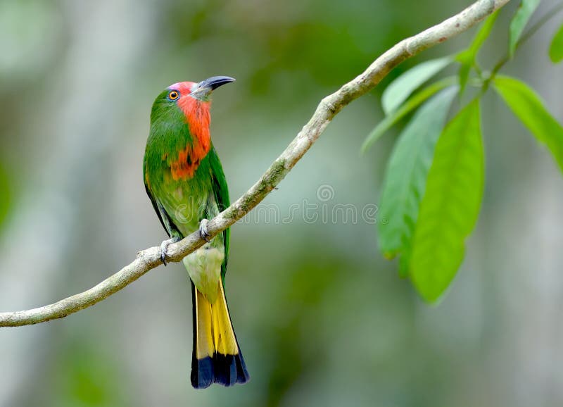 Bird (Red-bearded Bee-eater), Thailand Stock Image - Image of color ...