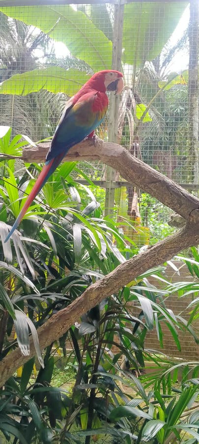 Bird Red Cockatoo in the Cell Stock Photo - Image of cockatoo, cell ...