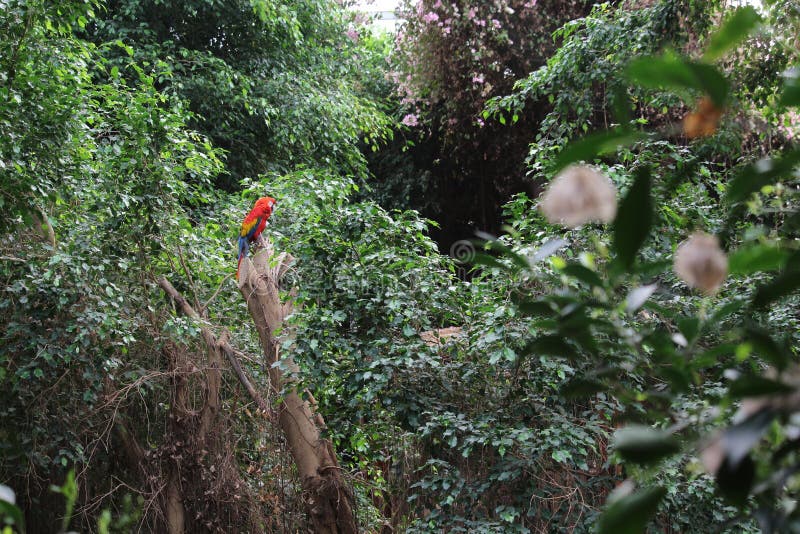 A Red Parrot among the Trees Stock Image - Image of life, trees: 162288993