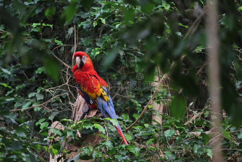 A Red Parrot among the Trees Stock Image - Image of nature, life: 162289053