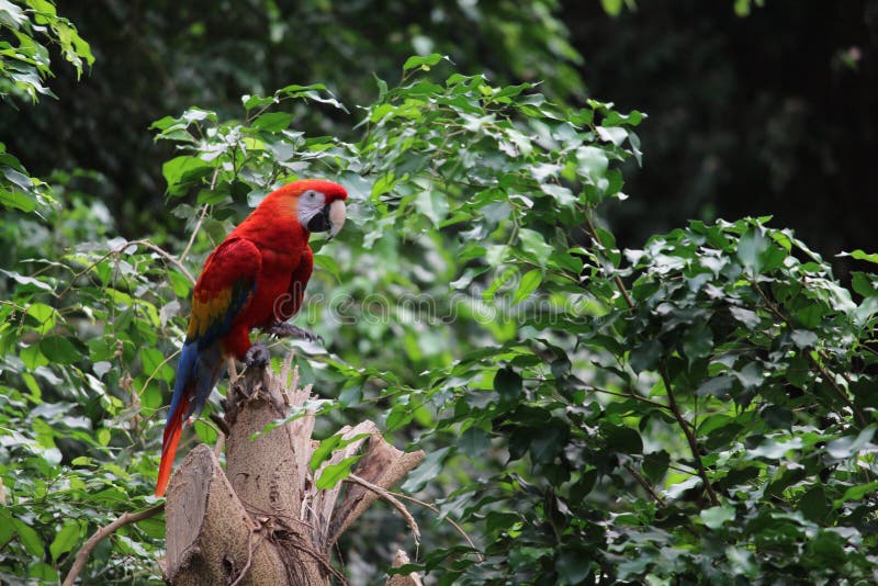 A Red Parrot among the Trees Stock Image - Image of nature, life: 162289053
