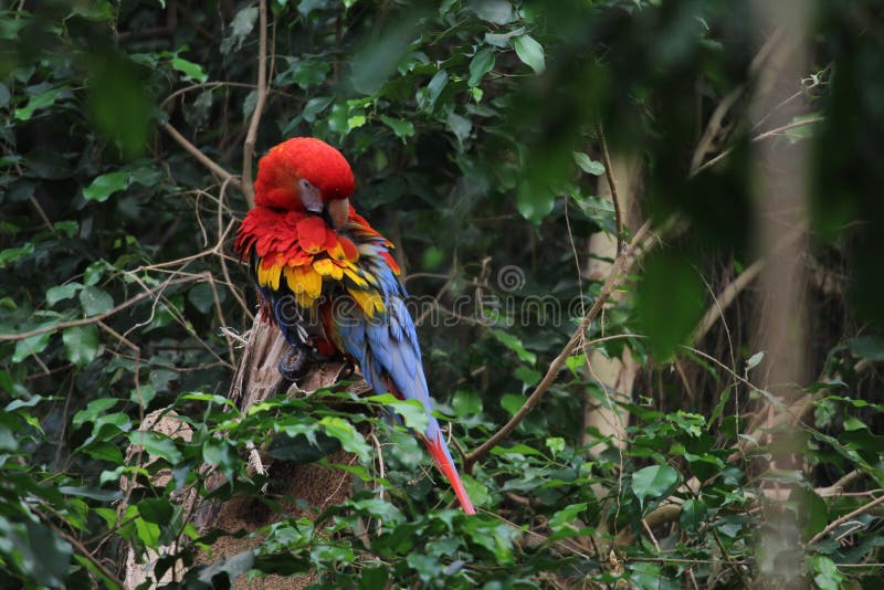 A Red Parrot among the Trees Stock Photo - Image of nature, blur: 162289070