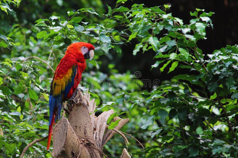 A Red Parrot among the Trees Stock Photo - Image of freedom, trees ...