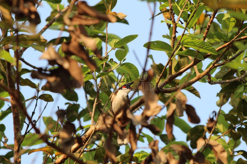 Bird Red Whiskered Bulbul Inside the Bush Stock Image - Image of nature ...