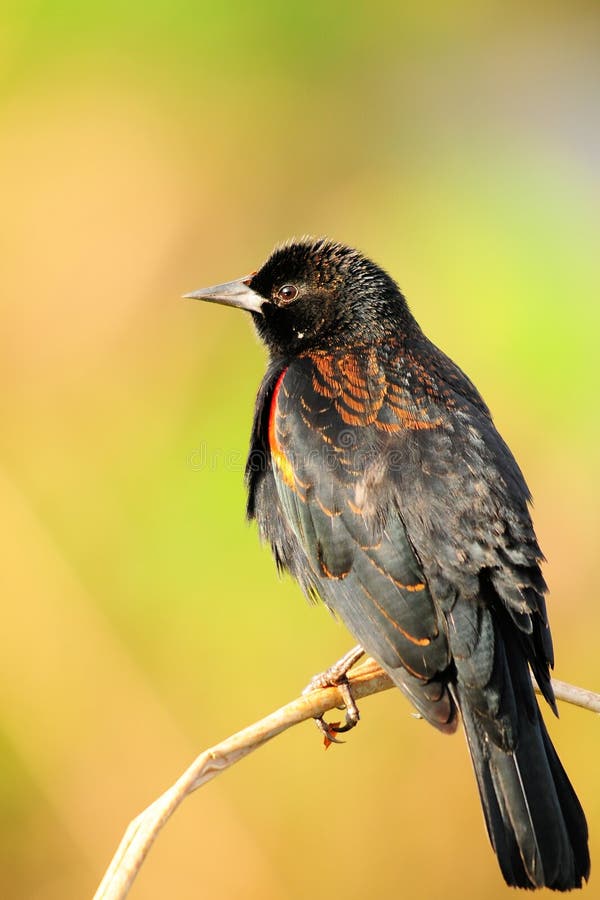 Bird, Red-winged Blackbird stock photo. Image of bird - 22929518