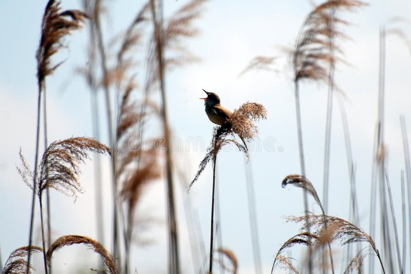 Reeds stock photo. Image of organic, branch, phragmites - 48410862