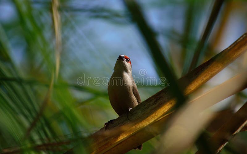 Bird between reeds stock photo. Image of natural, birdwatching - 130541022