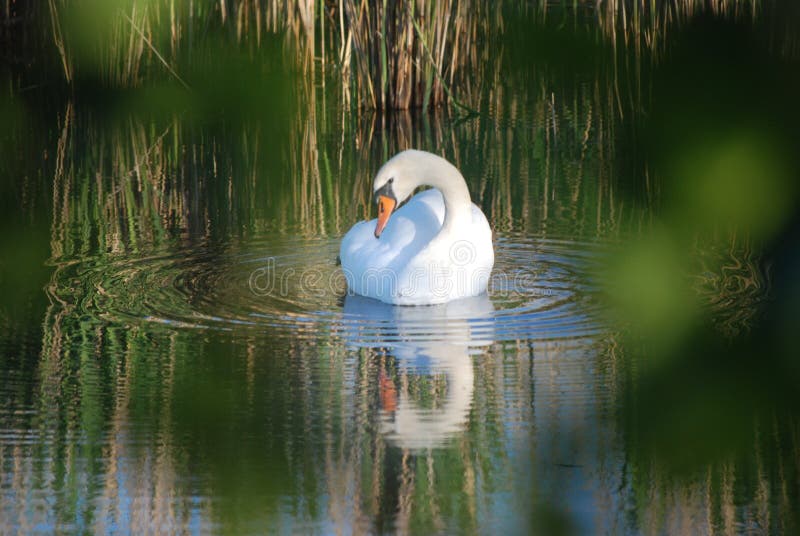 Bird, Reflection, Water, Water Bird Picture. Image: 118780170