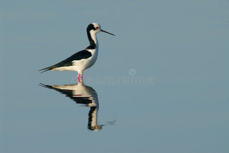 Reflex Picture. Image: 6826633