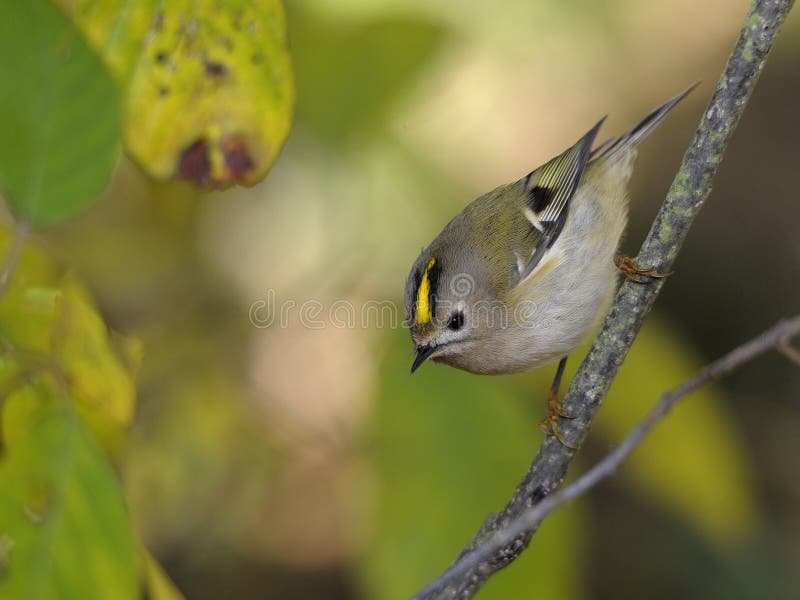 Bird Regulus regulus stock image. Image of shaggy, ornithology - 68940449