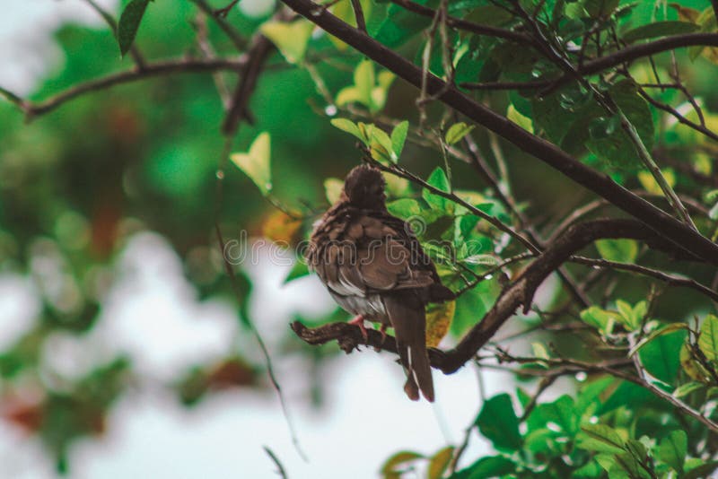 Bird Relaxed in the Rain in the Beautiful Guatemala Stock Photo - Image ...