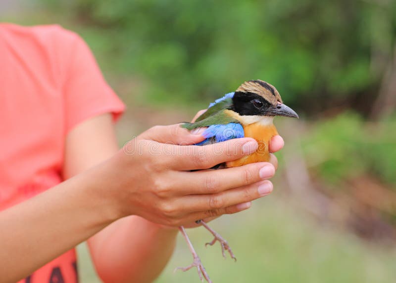 Bird relinquish stock photo. Image of bird, freedom, couple - 90470682