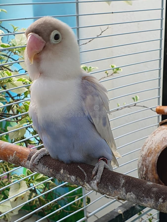 This Bird Resembles a Parrot but Tiny Stock Image - Image of resembles ...