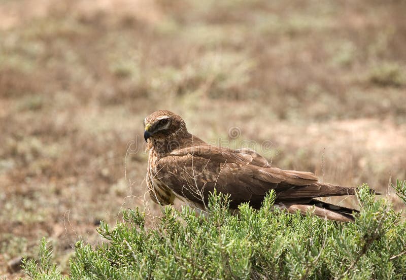 Bird at rest stock image. Image of outside, small, feathers - 8324889