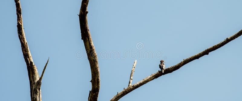 Bird rest at dried tree stock photo. Image of outdoor - 131559020