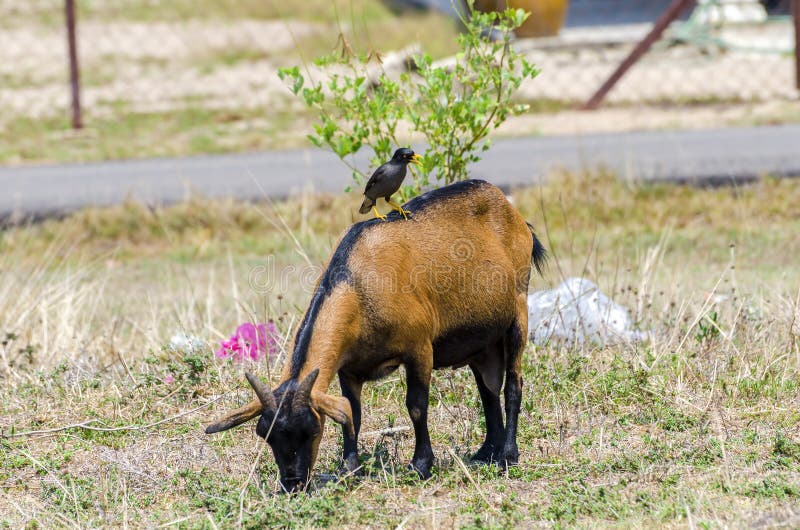 Bird rest on a goat stock photo. Image of symbiosis, body - 44261540