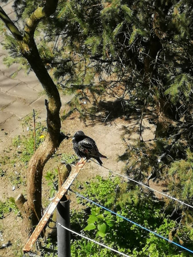 Bird rest after work stock image. Image of leaf, green - 182191899