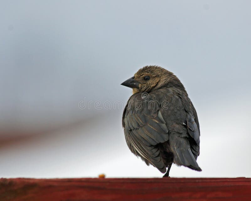 Bird resting stock image. Image of cold, storm, feeder - 522019