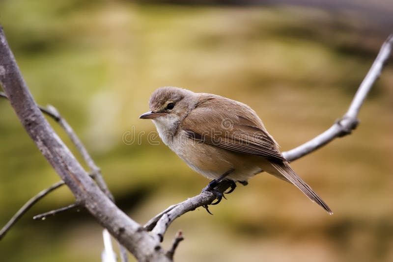 Bird resting in a branch stock image. Image of beak, ornithology - 643257