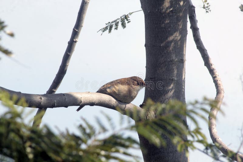 BIRD RESTING on the BRANCH stock image. Image of green - 191537569