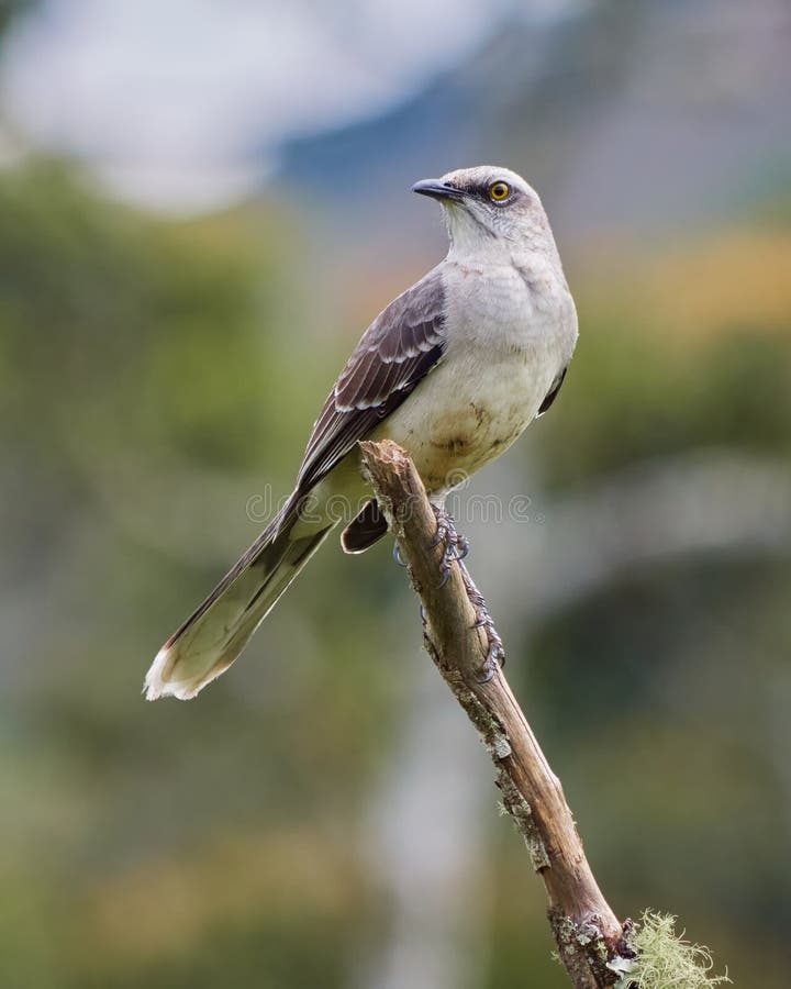 Bird Resting Comfortably on a Tree Rod Stock Image - Image of avian ...