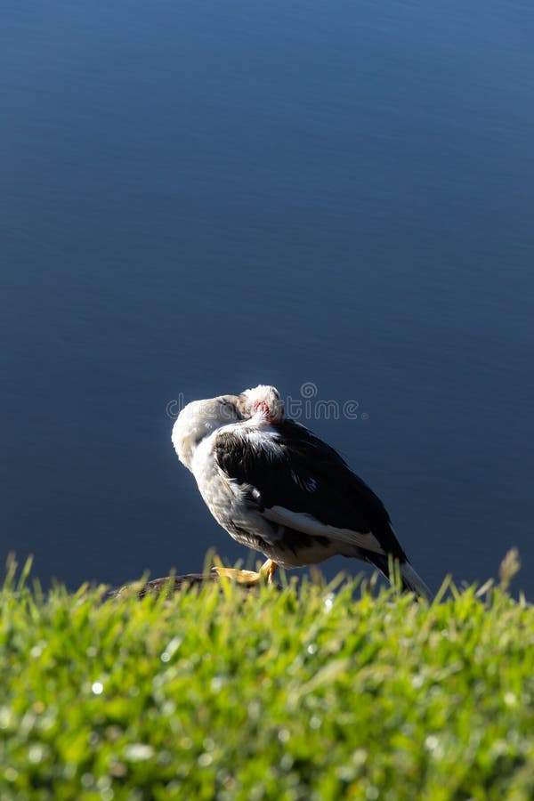 Bird Resting on the Edge of the Lake Stock Photo - Image of bird ...