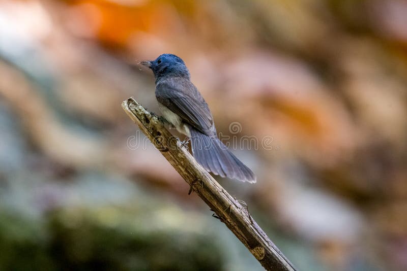 Bird resting in the forest stock photo. Image of wing - 249235520
