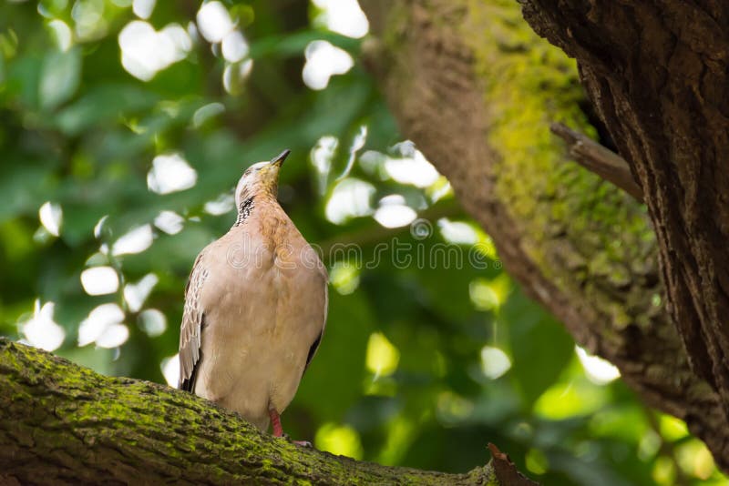 A Bird Resting in Isolation on a Rock Stock Image - Image of blue ...