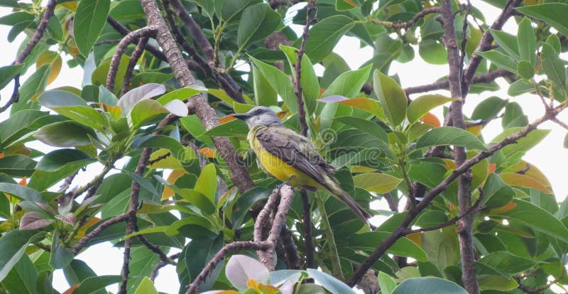Bird Resting on a Mango Tree Branch Stock Image - Image of twig, bird ...