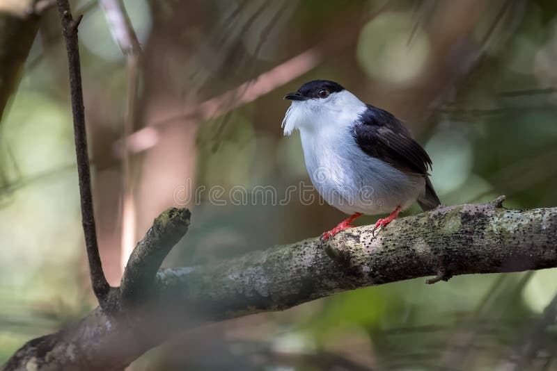 Bird Resting on a Rod between Rays of Sun Stock Image - Image of ...