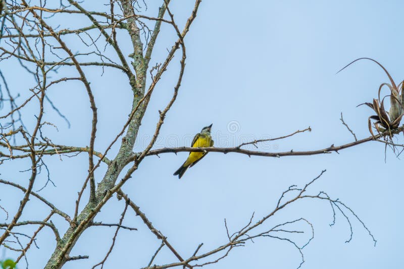 Bird resting on a tree stock photo. Image of head, orange - 136537194