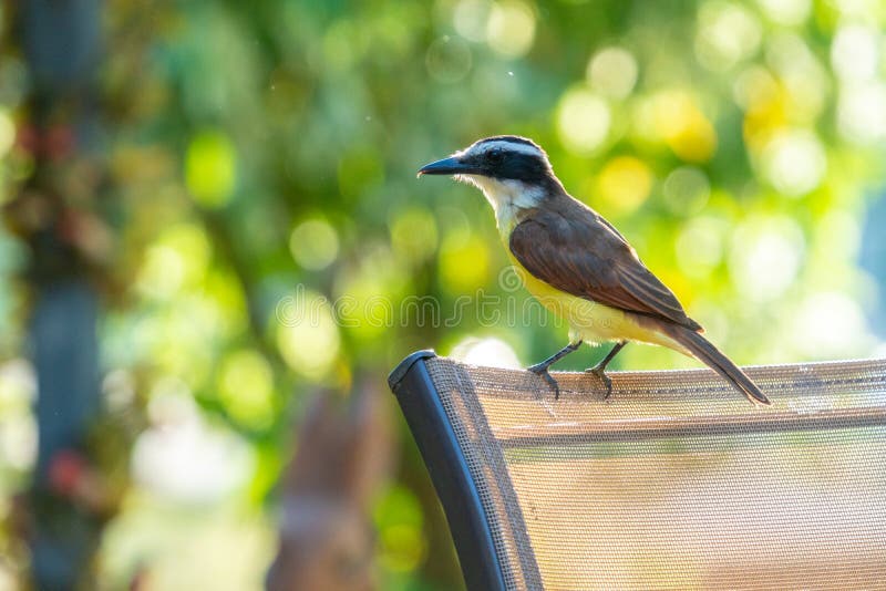 Bird resting on a tree stock photo. Image of animal - 136537636