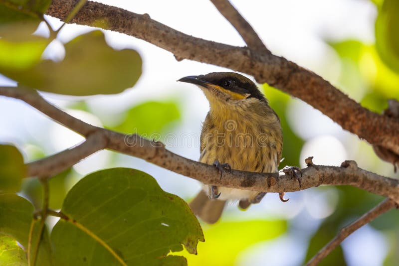 A bird resting on the tree stock image. Image of animal - 193482557