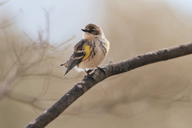 Resting Bird stock image. Image of bird, raven, beach - 14964583