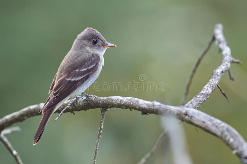 Bird Resting on a Tree Branch Stock Photo - Image of colours, alone ...