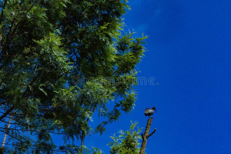 Bird Resting on a Tree on a Clear Blue Sky in Kenyan Stock Image ...