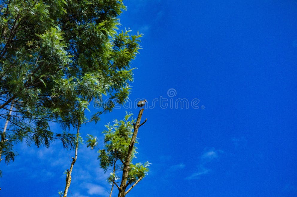 Bird Resting on a Tree on a Clear Blue Sky in Kenyan Stock Photo ...