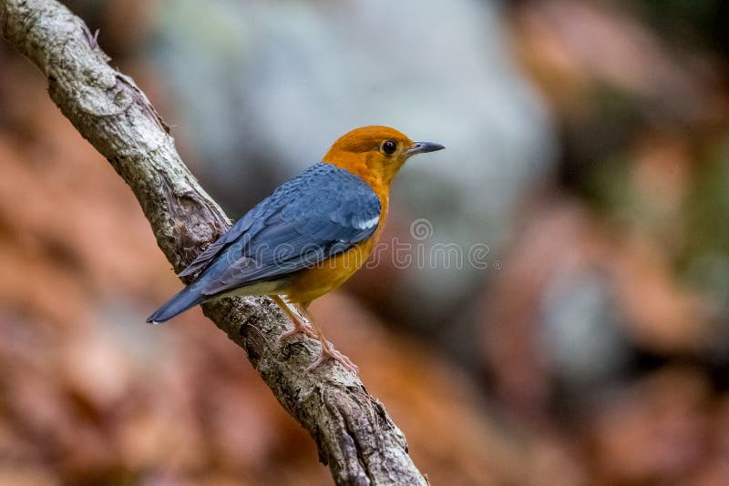 Bird resting on tree stock image. Image of thailand - 249235719